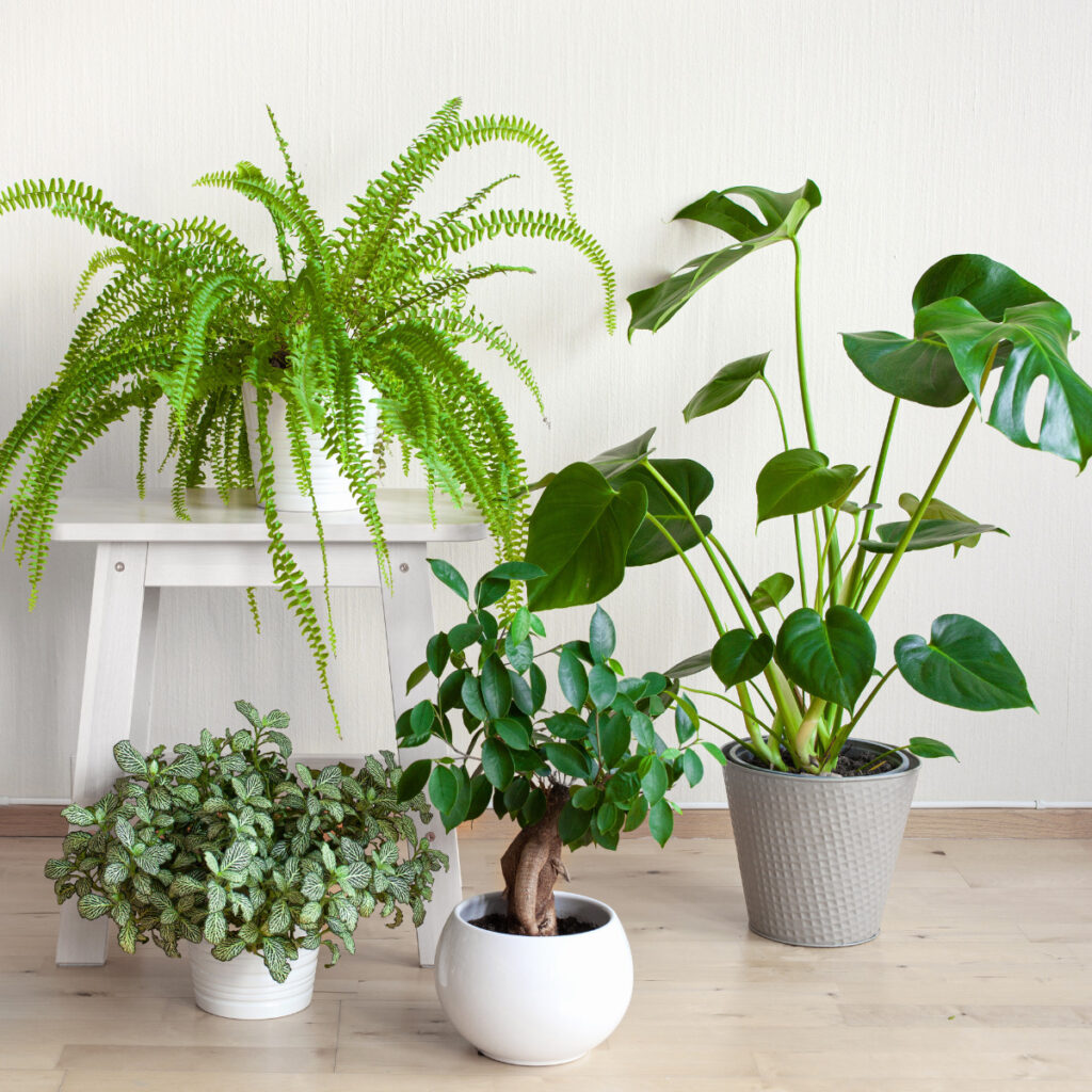 【観葉植物】ゴムの木フィカスの花言葉は怖い？縁起は良いの？お祝いのプレゼントににオススメの植物 ネペ吉のブログ 観葉植物
